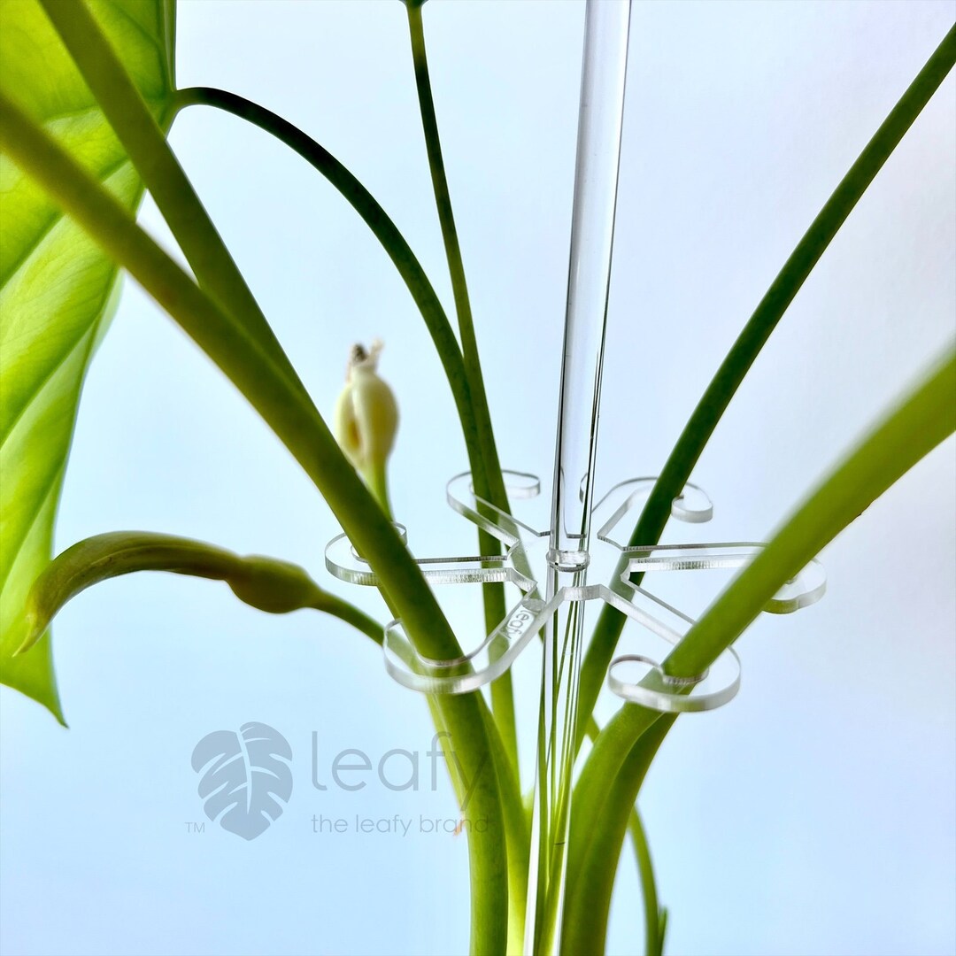 Leafy™ Stem Support Hooks - Etsy Australia