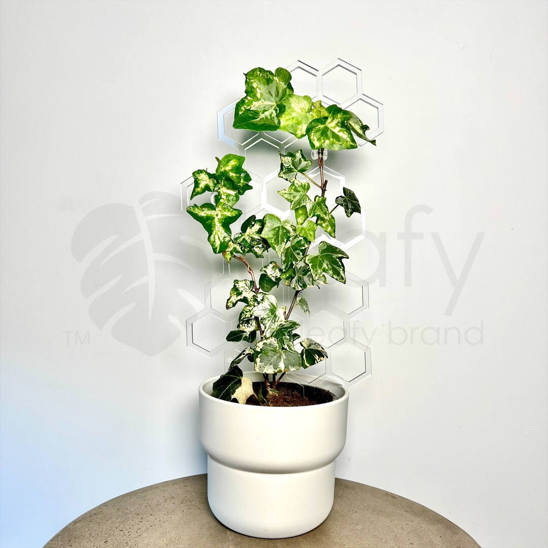Leafy™ Acrylic Honeycomb Trellis - Etsy
