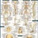 Anatomy Quickstudy Laminated Reference Guide - Quickstudy Academic ...
