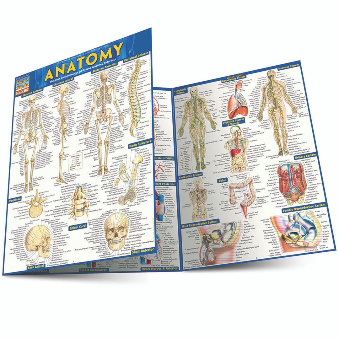 Anatomy Quickstudy Laminated Reference Guide - Quickstudy Academic ...
