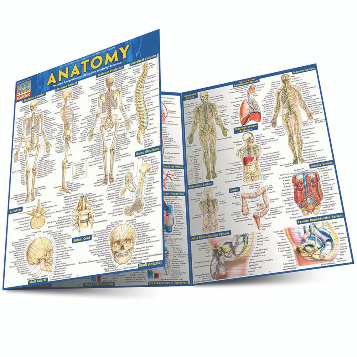Anatomy Quickstudy Laminated Reference Guide - Quickstudy Academic ...