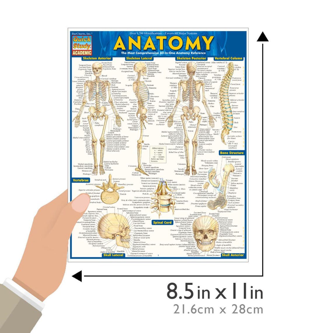 Anatomy Quickstudy Laminated Reference Guide - Quickstudy Academic ...
