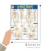 Anatomy Quickstudy Laminated Reference Guide - Quickstudy Academic ...