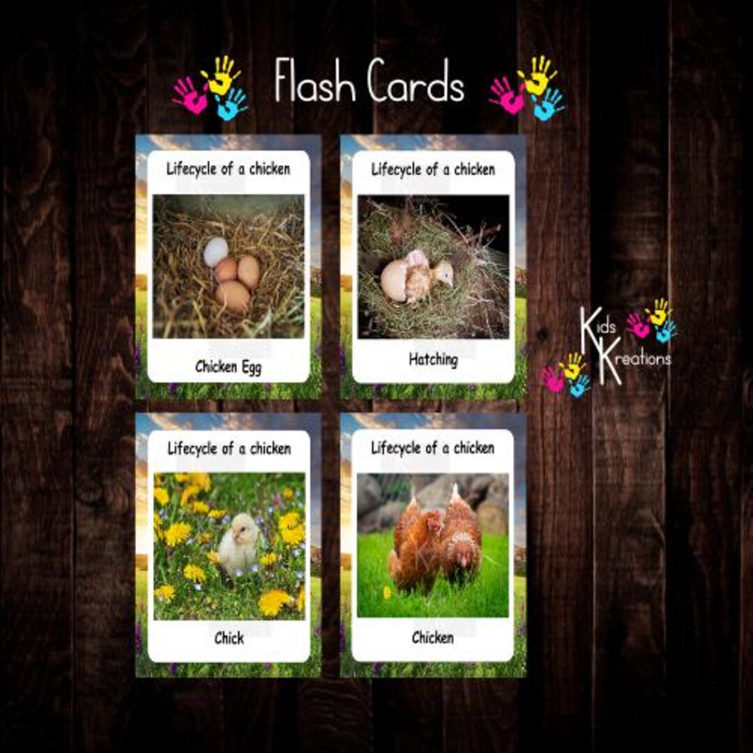 Life Cycle - Flashcards - Chicken - Early Years - Preschool - Digital ...