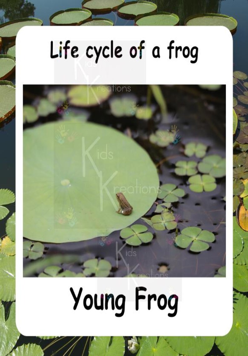 Frog Lifecycle Flashcards, Digital Download, Flashcards, Frog Life ...