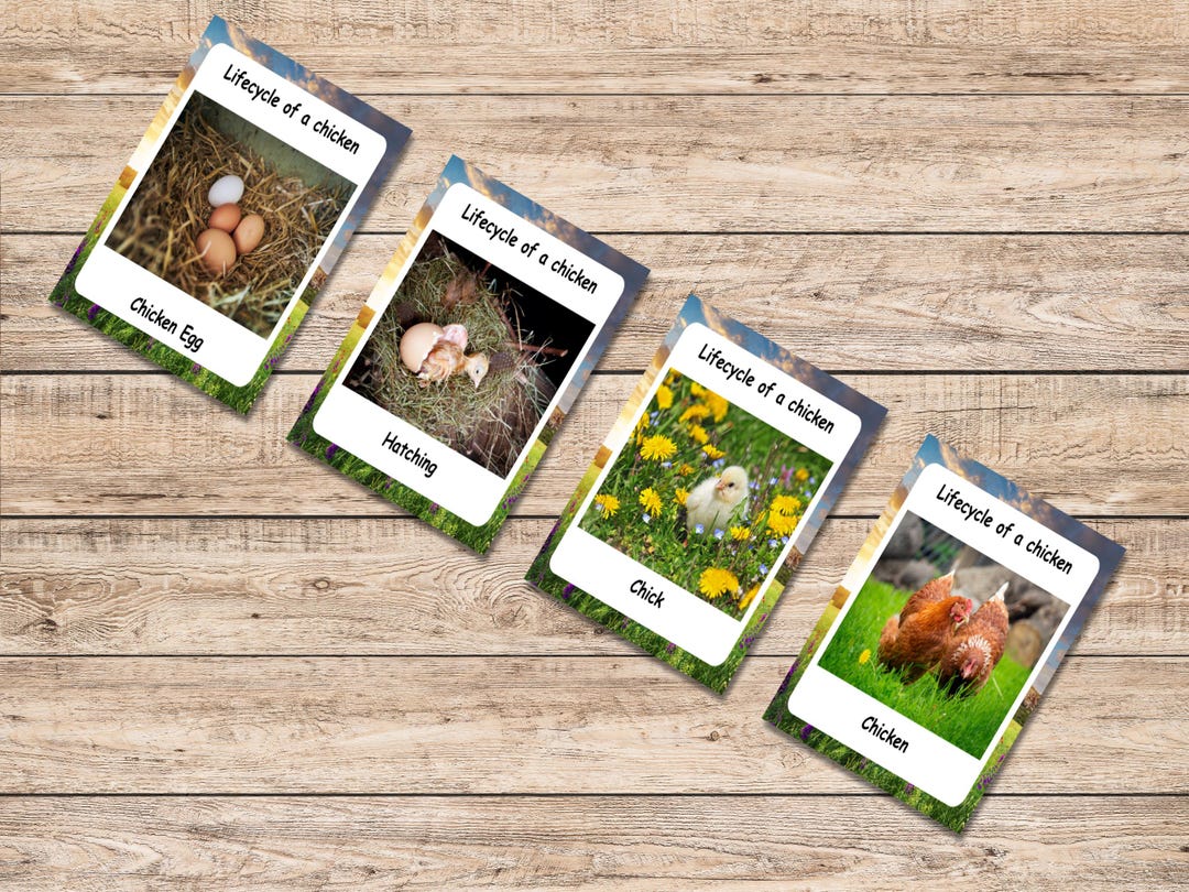 Life Cycle - Flashcards - Chicken - Early Years - Preschool - Digital ...