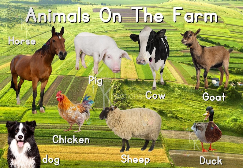 Printable - Digital Download - Early Years - Poster - Animals ...