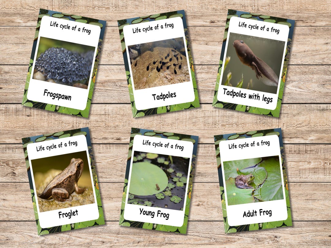 Frog Lifecycle Flashcards, Digital Download, Flashcards, Frog Life ...