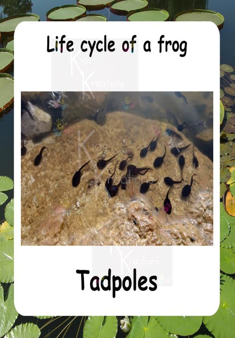 Frog Lifecycle Flashcards, Digital Download, Flashcards, Frog Life ...