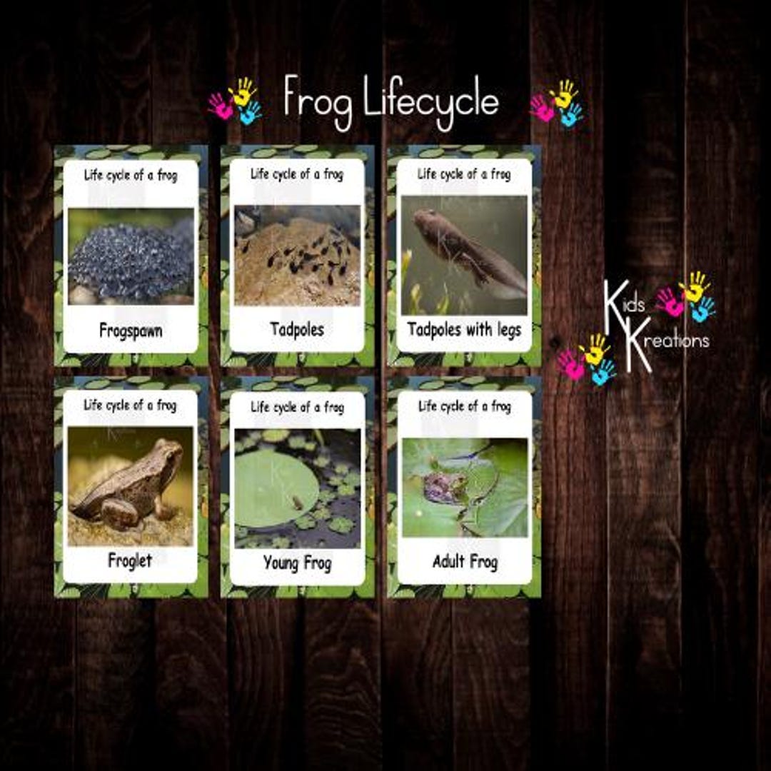 Frog Lifecycle Flashcards, Digital Download, Flashcards, Frog Life ...
