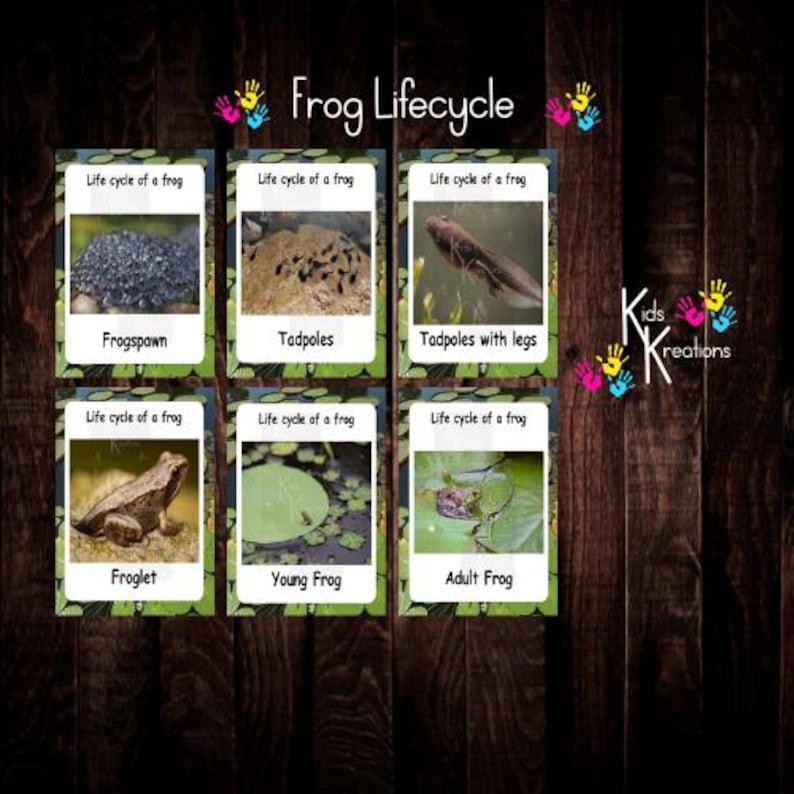 Frog Lifecycle Flashcards, Digital Download, Flashcards, Frog Life ...