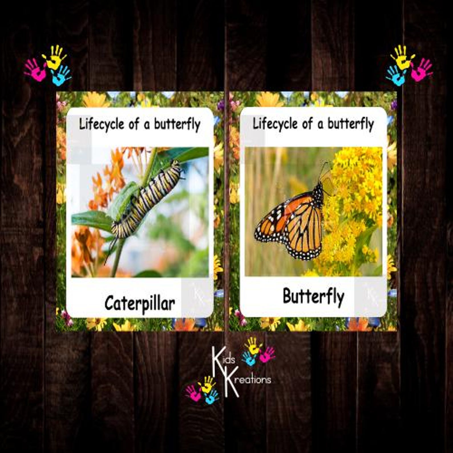 Butterfly Lifecycle Flashcards, Digital Download, Flashcards, Butterfly ...