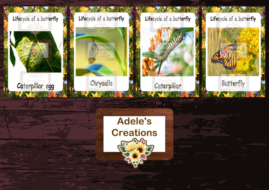 Butterfly Lifecycle Flashcards, Digital Download, Flashcards, Butterfly ...