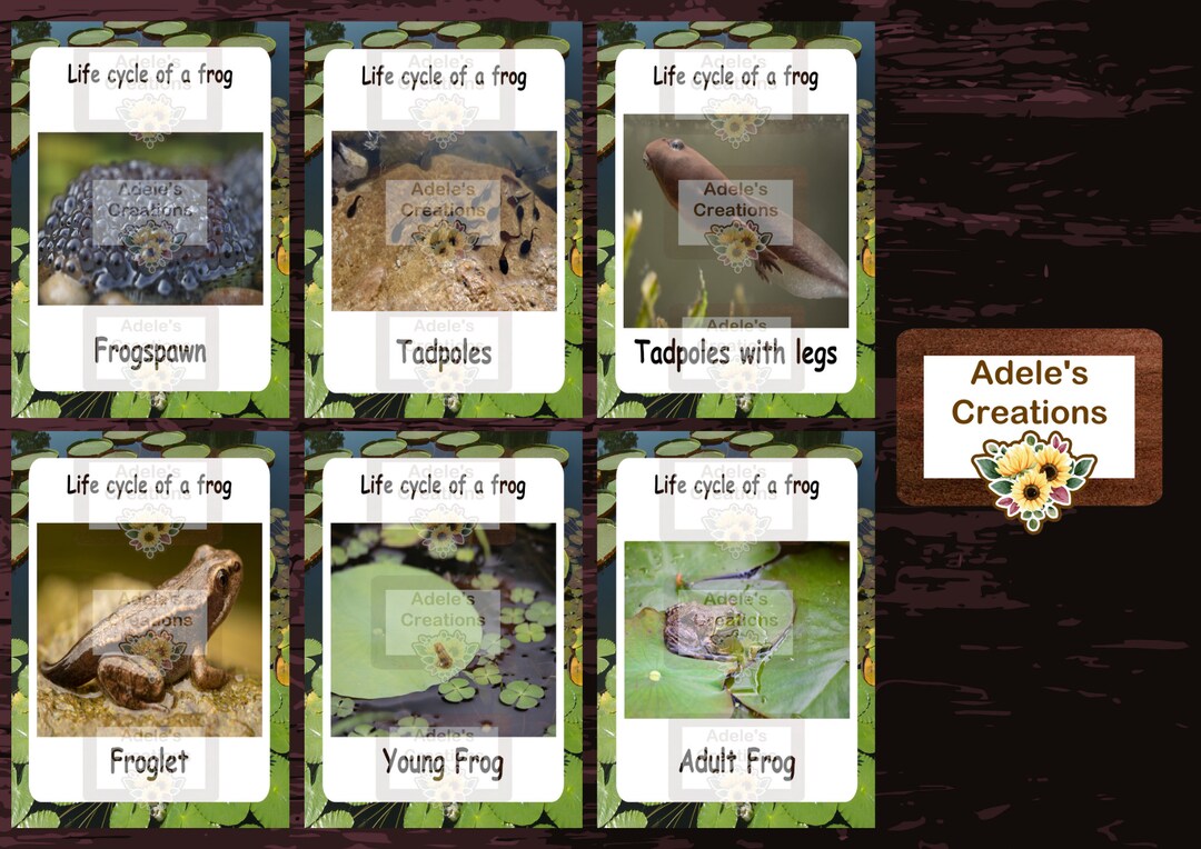 Frog Lifecycle Flashcards, Digital Download, Flashcards, Frog Life ...