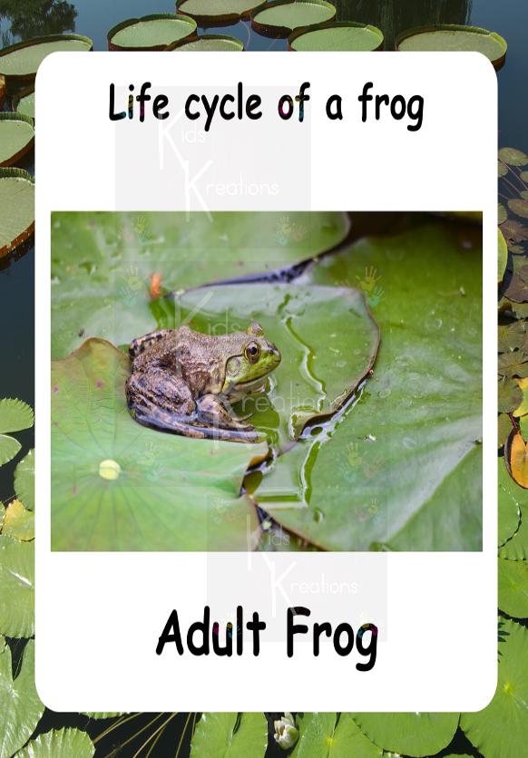 Frog Lifecycle Flashcards, Digital Download, Flashcards, Frog Life ...