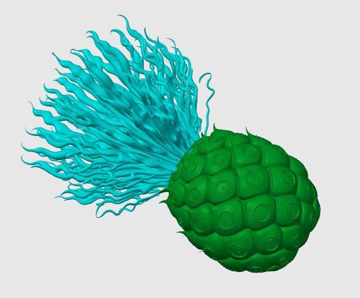 Tori Tori No Mi Devil Fruit STL | Bird Bird Fruit Marco 3D Model | One ...