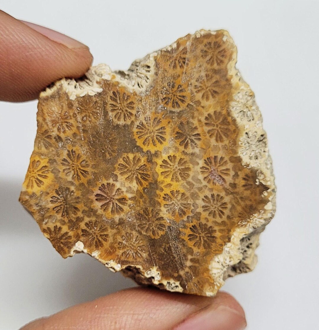 110 Cts Natural Indonesian Fossil Coral Slab, Fossilized Coral Rough ...