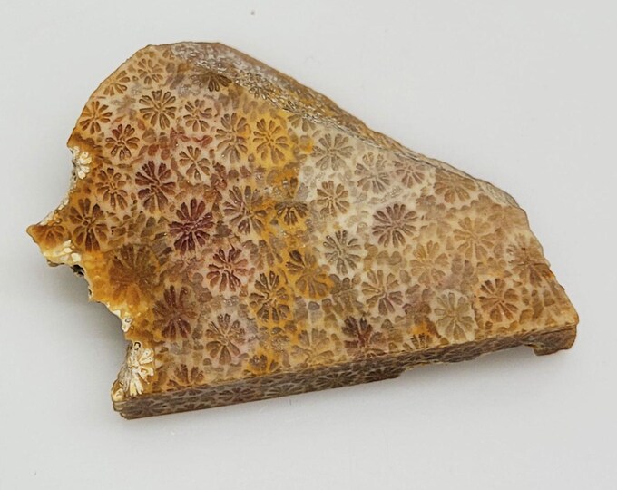 107 Cts Natural Indonesian Fossil Coral Slab, Fossilized Coral Rough ...