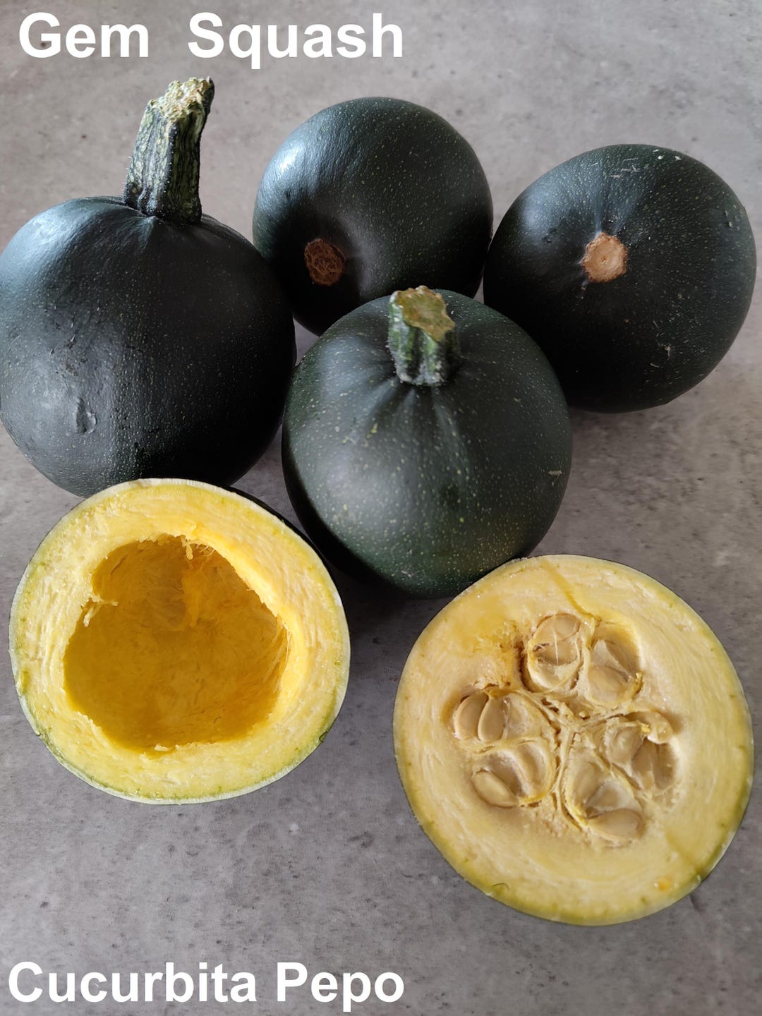 Gem Squash and Other Seeds-australian Grown - Etsy Australia