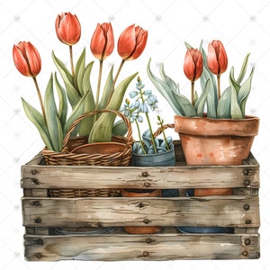 10 Tulips Flowers in Pots Clipart, Spring Flowers Clipart, Gardening ...