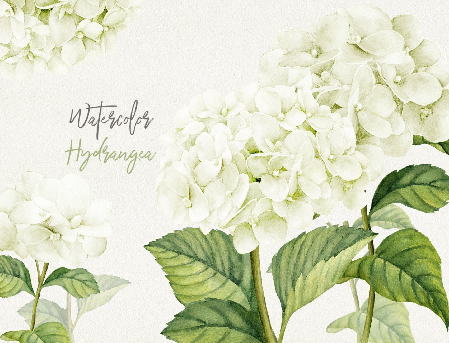 Floral Clipart White Flowers Clipart Hydrangea White - Etsy