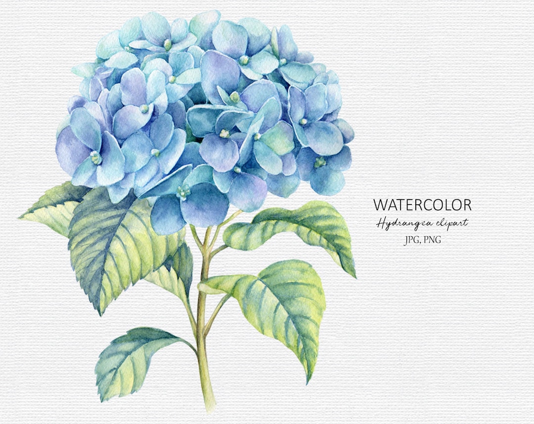 Floral Clipart, Blue Flower Hydrangea, Image Hortensia Printable, Digital Download, Botanical ...