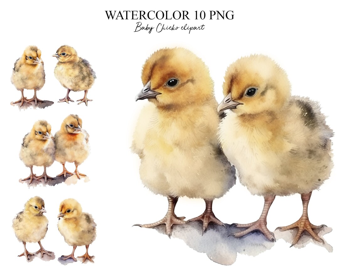 Watercolor Baby Chick Clipart 10 PNG, Digital Download JPG Wall Art ...