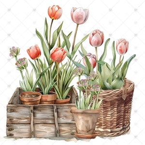 10 Tulips Flowers in Pots Clipart, Spring Flowers Clipart, Gardening ...