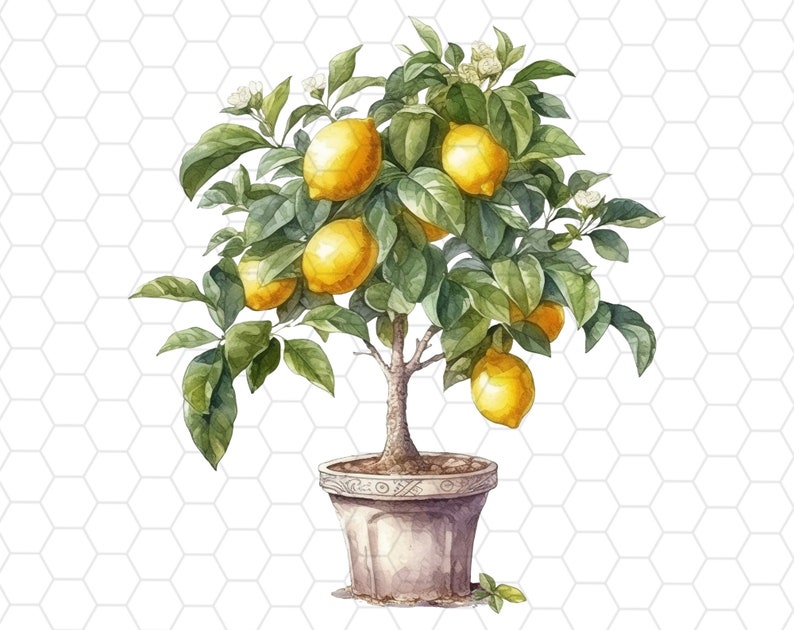 Lemon Trees Clipart PNG Plant Clipart Lemon Tree Clipart - Etsy
