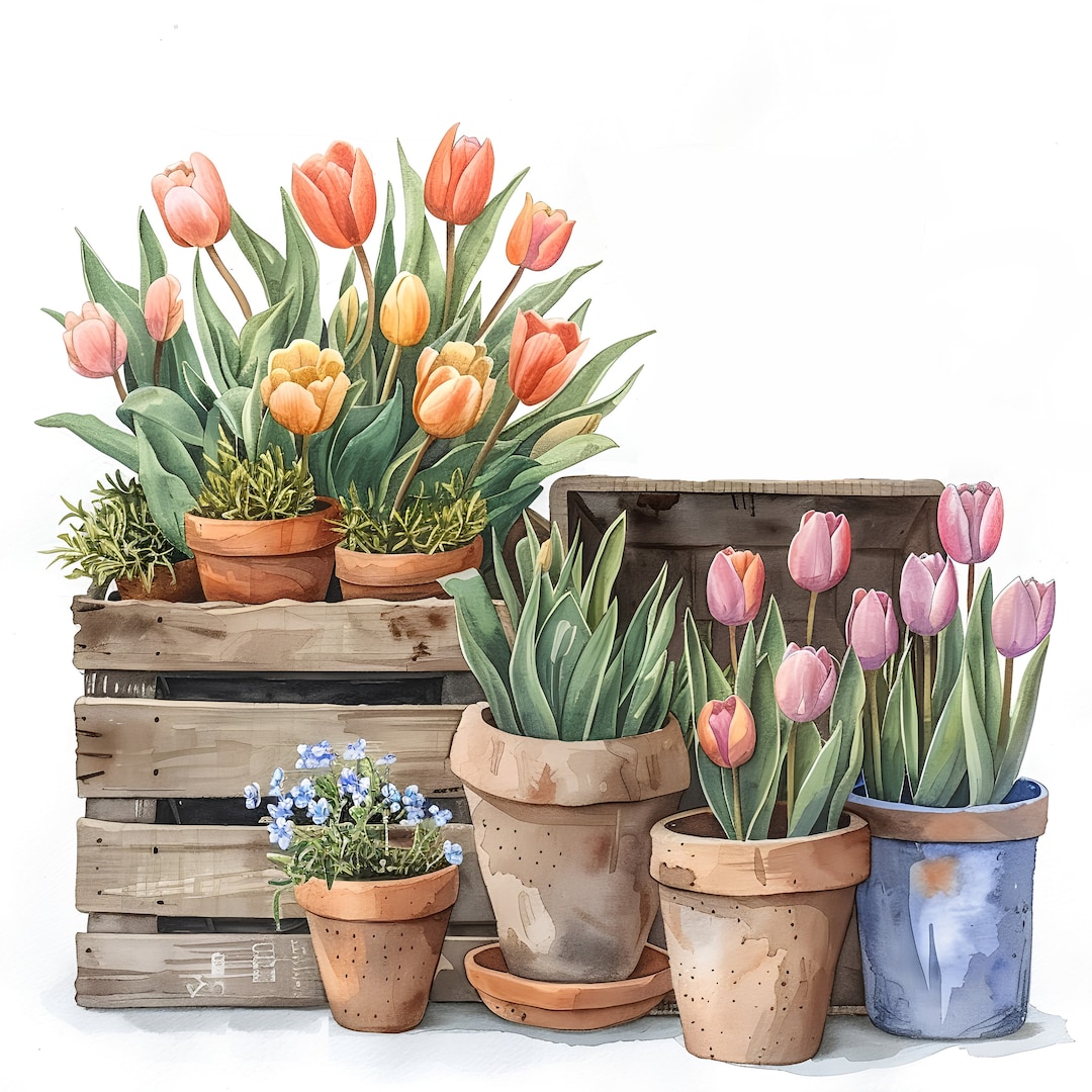 10 Tulips Flowers in Pots Clipart, Spring Flowers Clipart, Gardening ...
