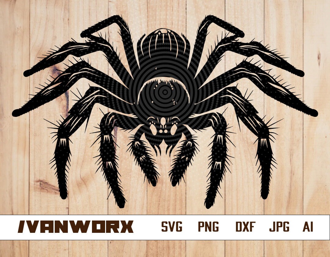 Spider SVG | Spider Tarantula SVG | Arachnid Svg | Tarantula Svg ...