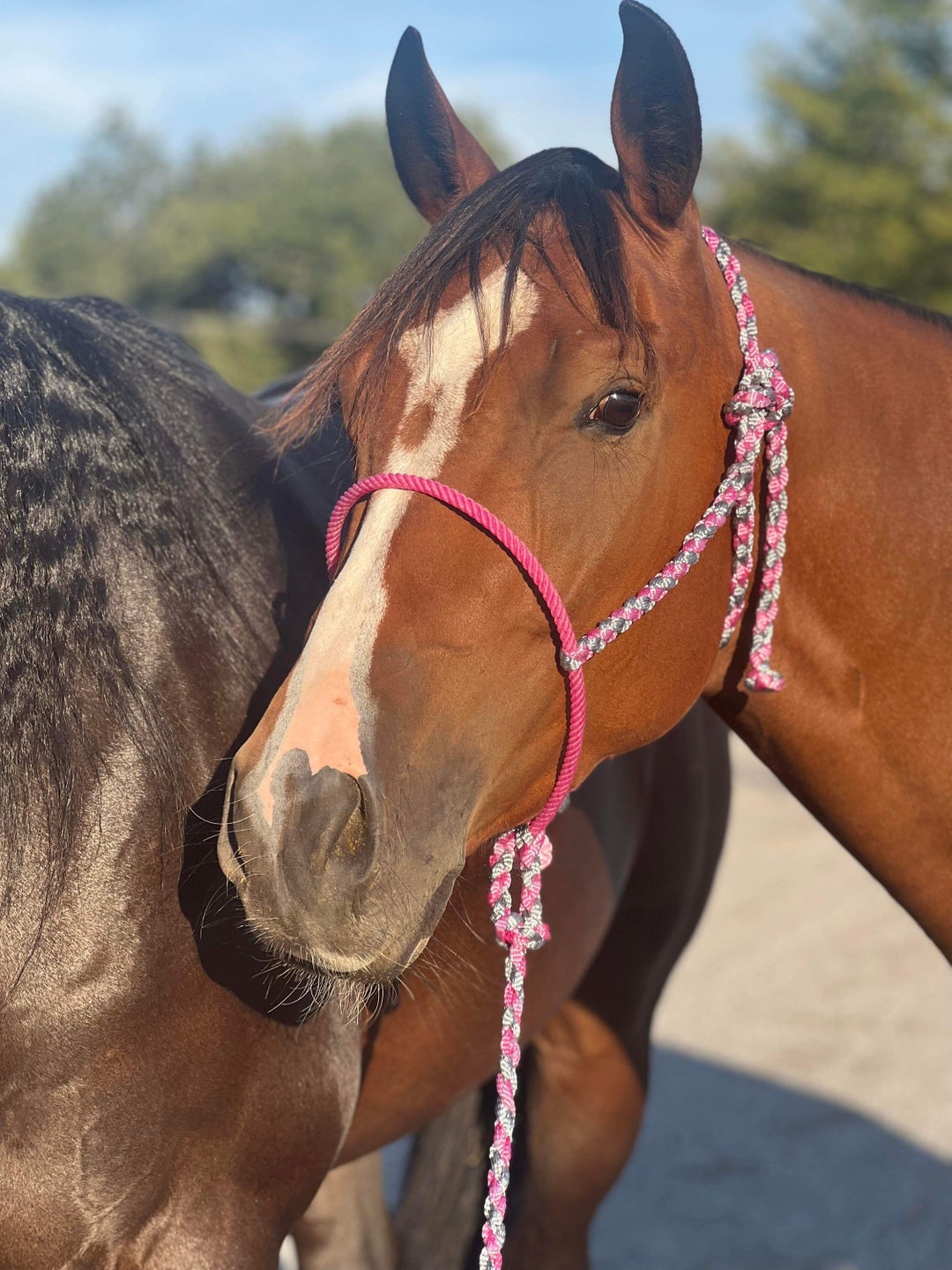 Pink and Grey Lariat Halter - Etsy