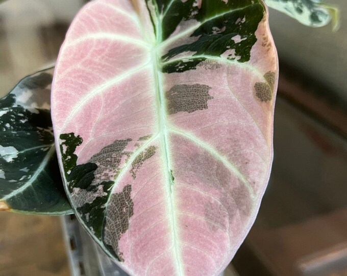 Black Velvet Pink Variegated Alocasia Corm, Tropical Plant, Alocasia Plant, Potted Aroid Plant ...