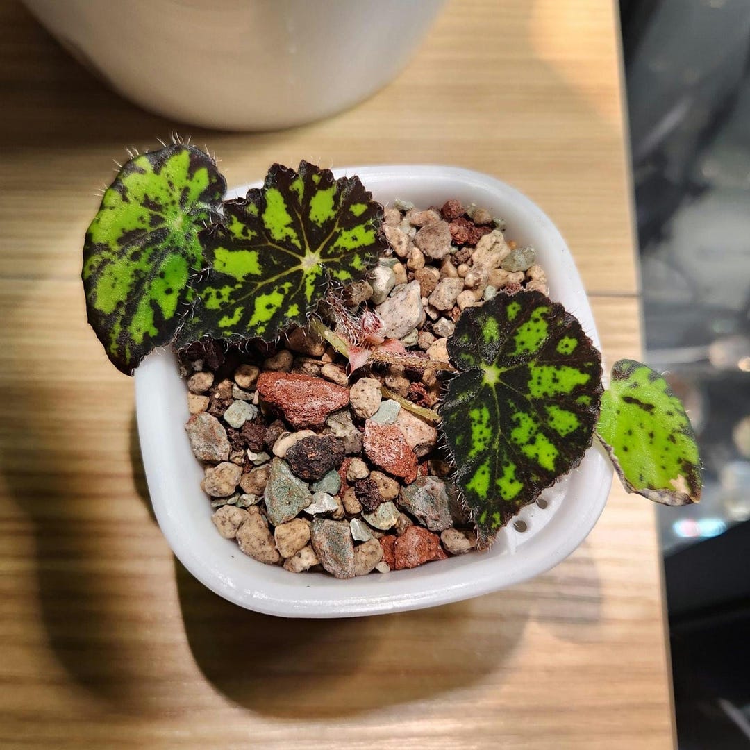 Begonia Persian Brocade Potted. Terrarium Begonia. READ Description - Etsy
