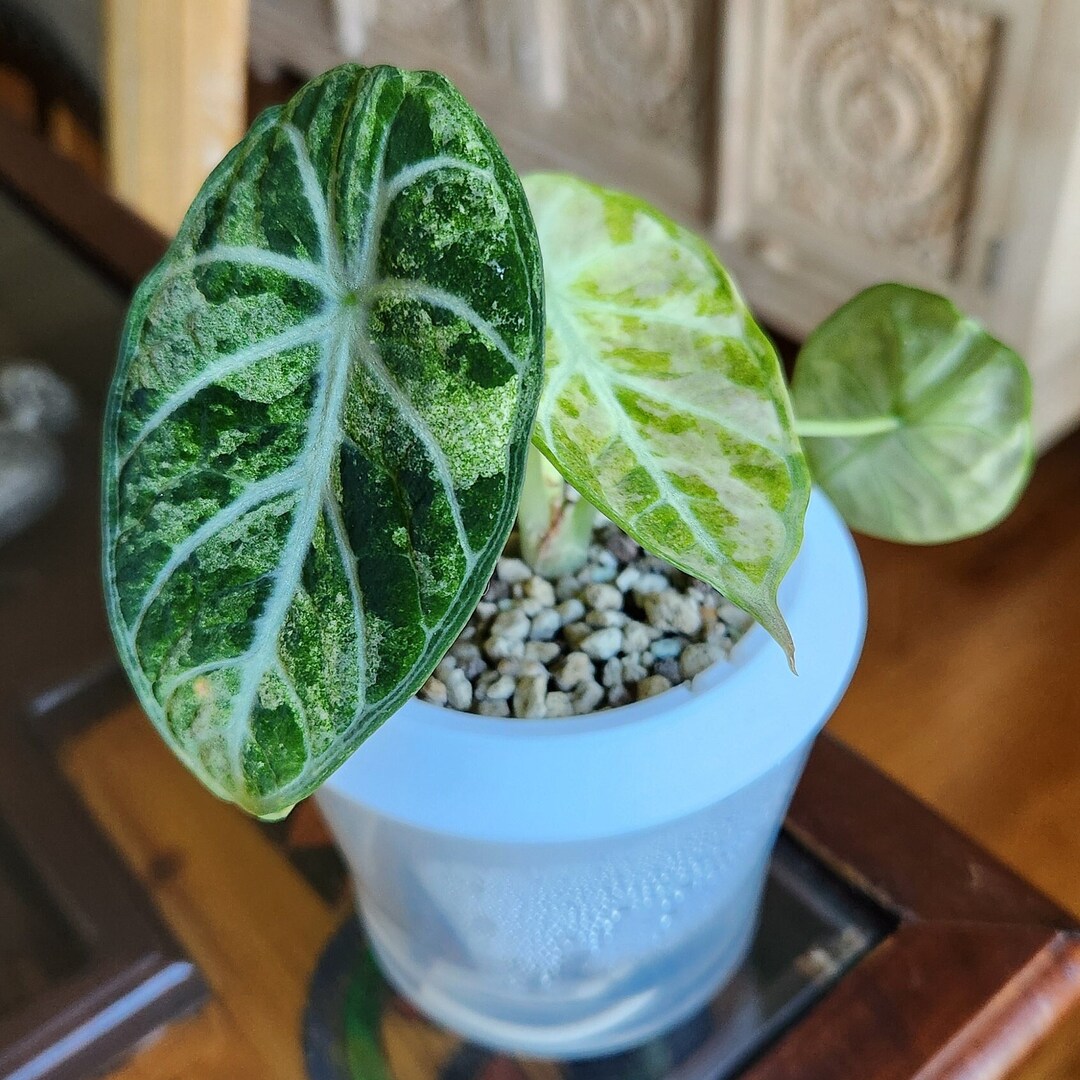 Tri-color Ninja Variegated Alocasia Corm. Please Read Our Description ...