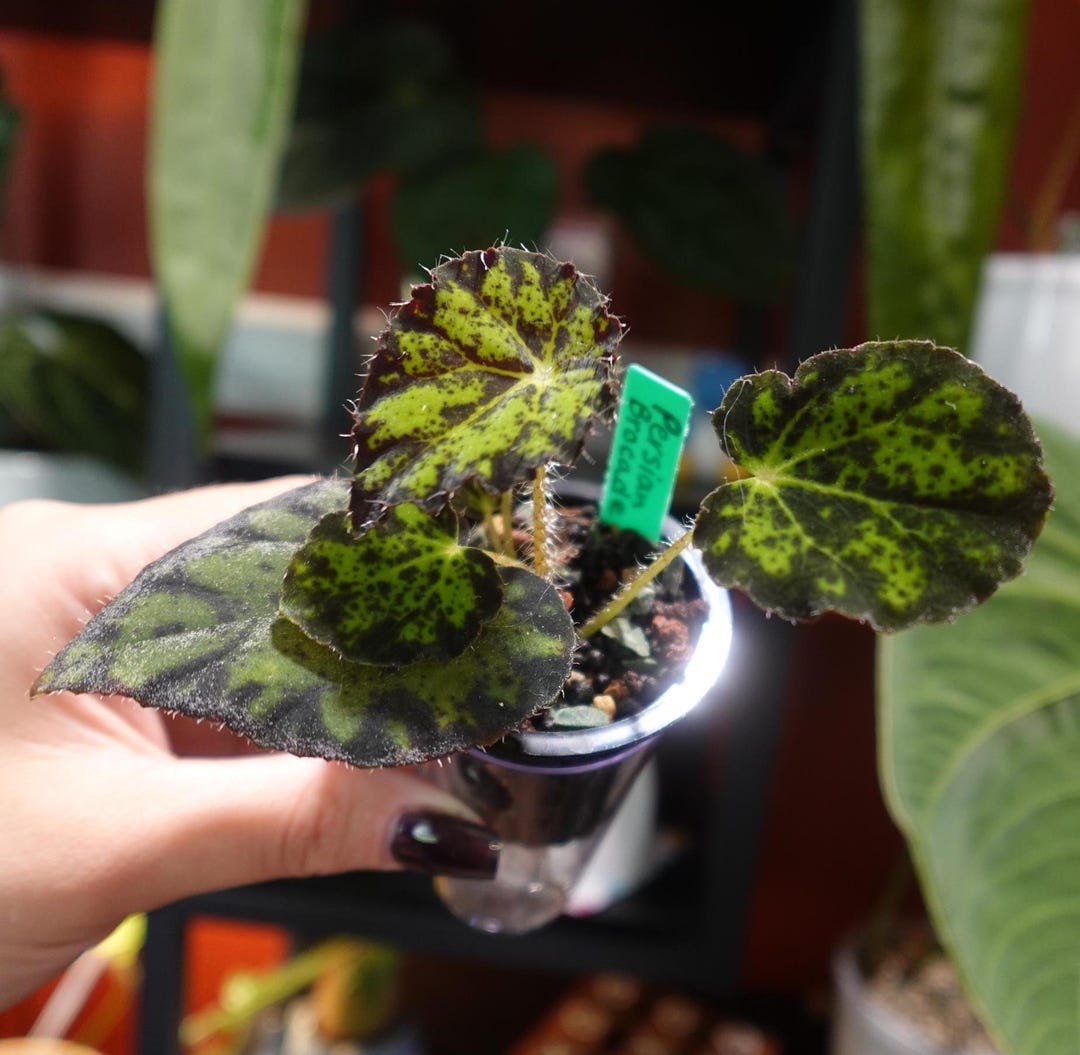 Begonia Persian Brocade Potted. Terrarium Begonia. READ Description - Etsy