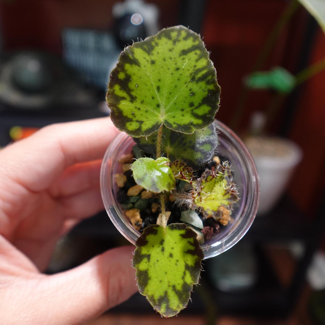 Begonia Persian Brocade Potted. Terrarium Begonia. READ Description - Etsy