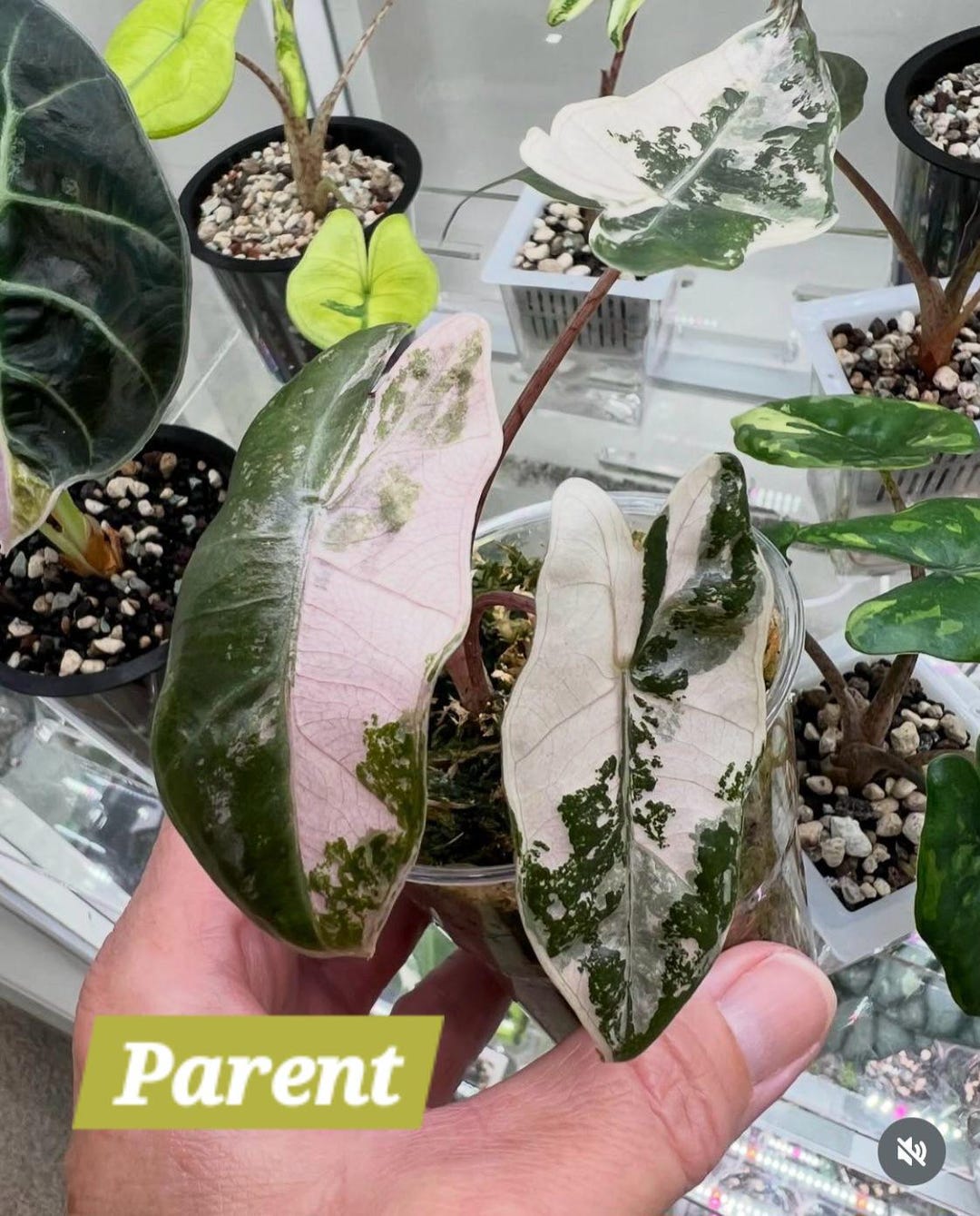 Pink Albo Psuedo Sanderiana Variegated Alocasia Starter Plant A43 - Etsy