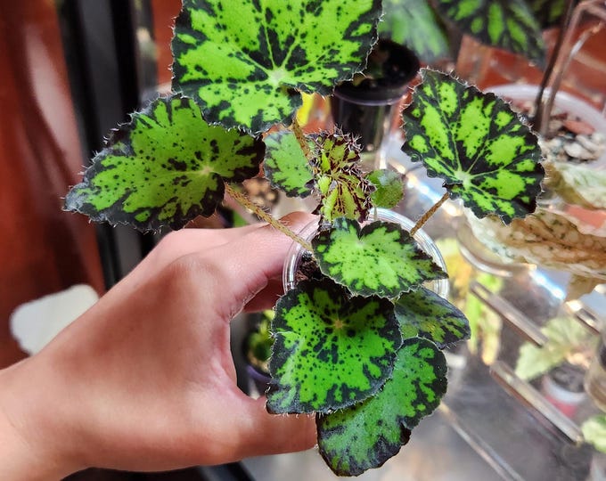 Begonia Persian Brocade Potted. Terrarium Begonia. READ Description - Etsy