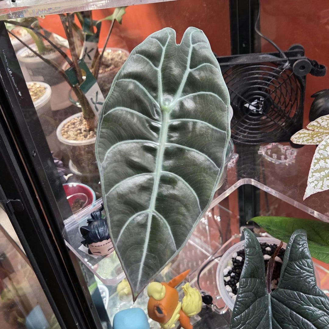 NEW! Watsoniana Dark Form Alocasia Corms B83 B84 B86 B87 - Etsy