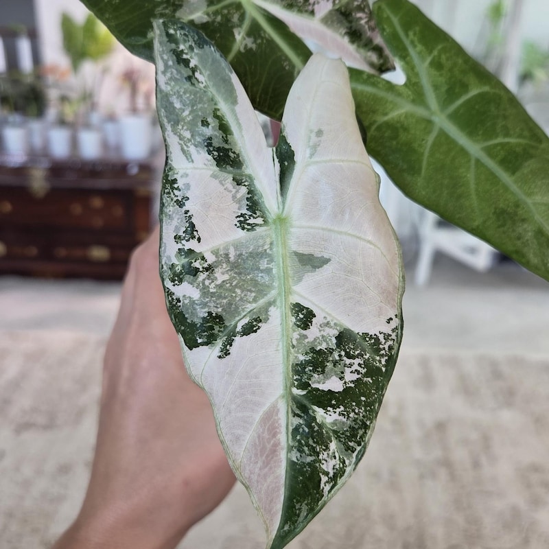Alocasia Pink Dragon Albo - Etsy