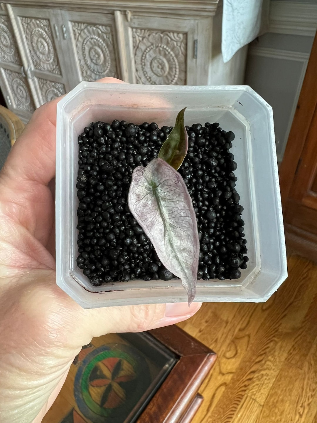 Small Pink Amazonica Variegated Alocasia, Highly Variegated, Tropical ...
