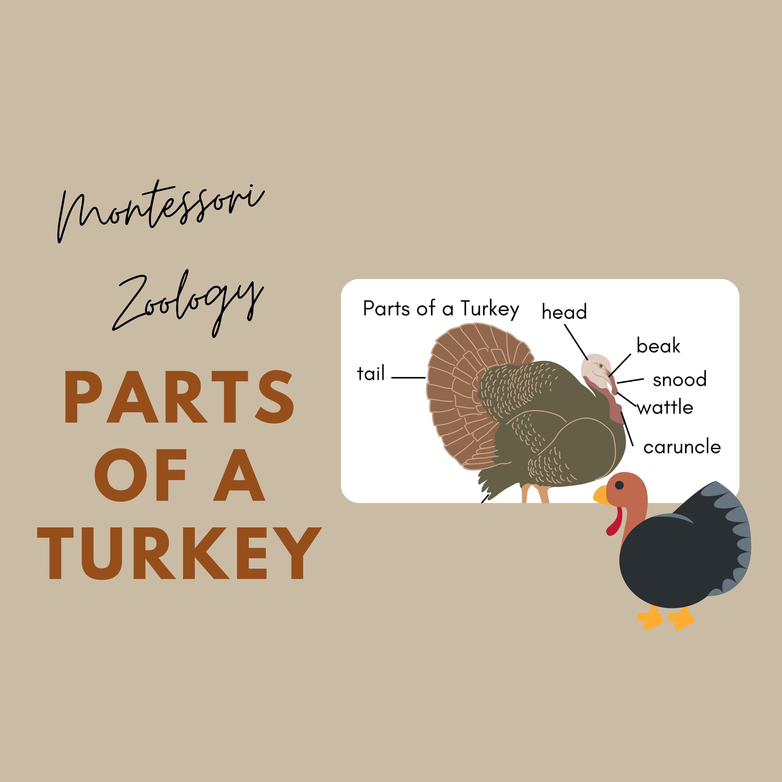 TURKEY THEME - Parts of a Turkey Printing Coloring Printable ...