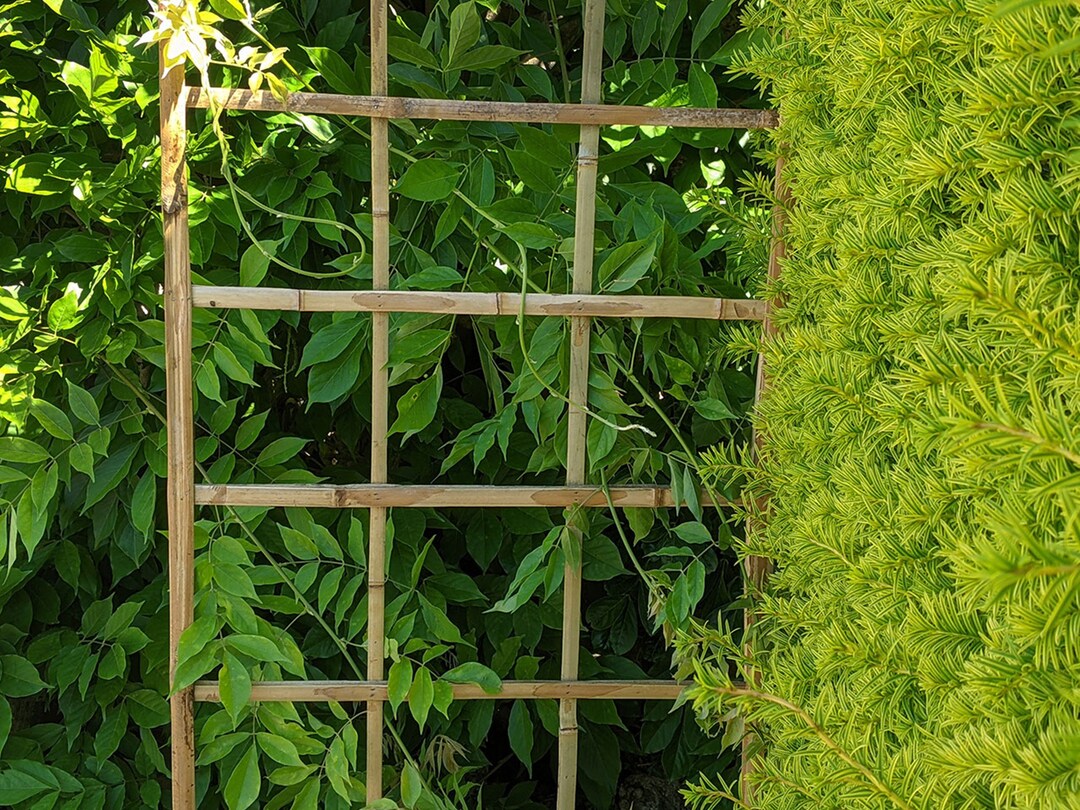 PACK OF 4 1.5m High X 50cm Bamboo Trellis, Garden Trellis, Trellis ...