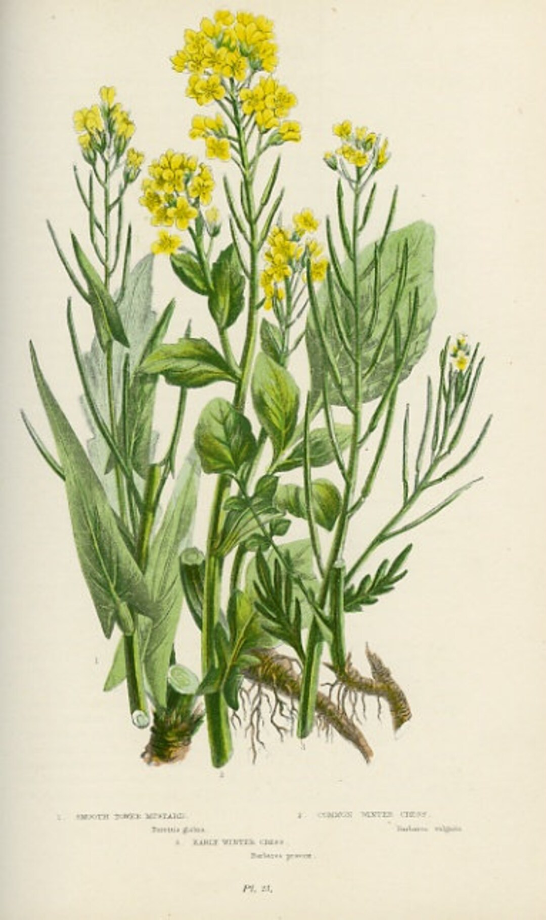 1899 Antique Print BARBARA ARABETTA 23 Plants Flowers CHROMOLITHOGRAPHY ...