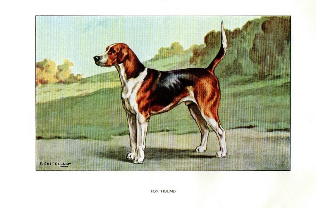 1930 Antique Print = FOX HOUND = Dogs = Original CHROMOLITHOGRAPHY - Etsy