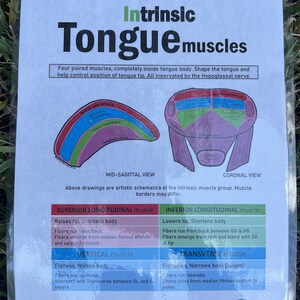 Intrinsic Tongue Muscles: Drawings and Function Chart (PDF Download) - Etsy