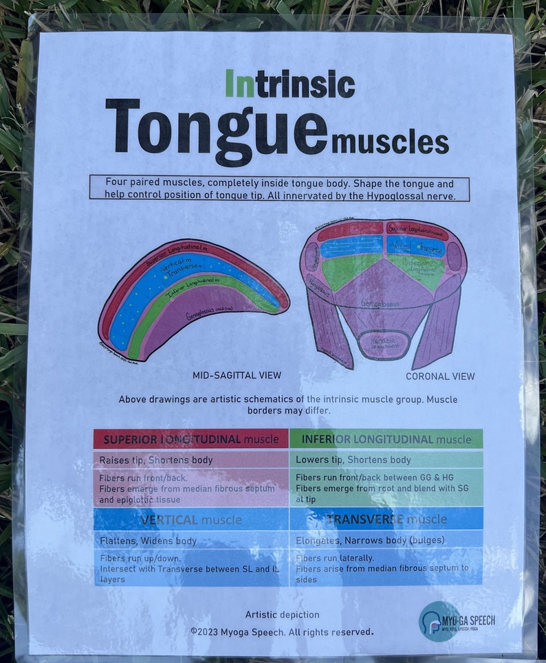 Intrinsic Tongue Muscles: Drawings and Function Chart (PDF Download) - Etsy