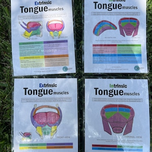 BOTH Extrinsic and Intrinsic Tongue Muscles: Drawings and Charts (PDF ...