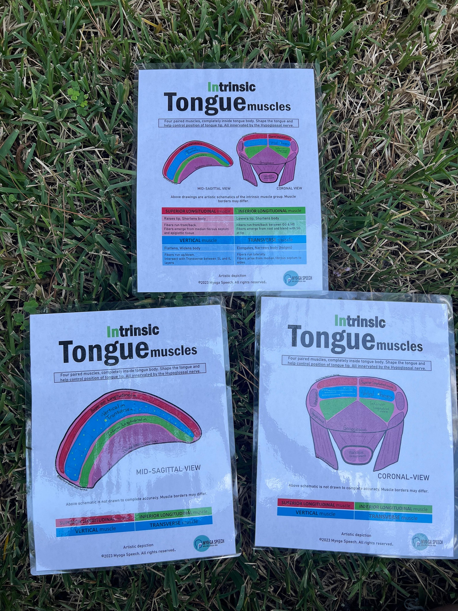 Intrinsic Tongue Muscles: Drawings and Function Chart (PDF Download ...
